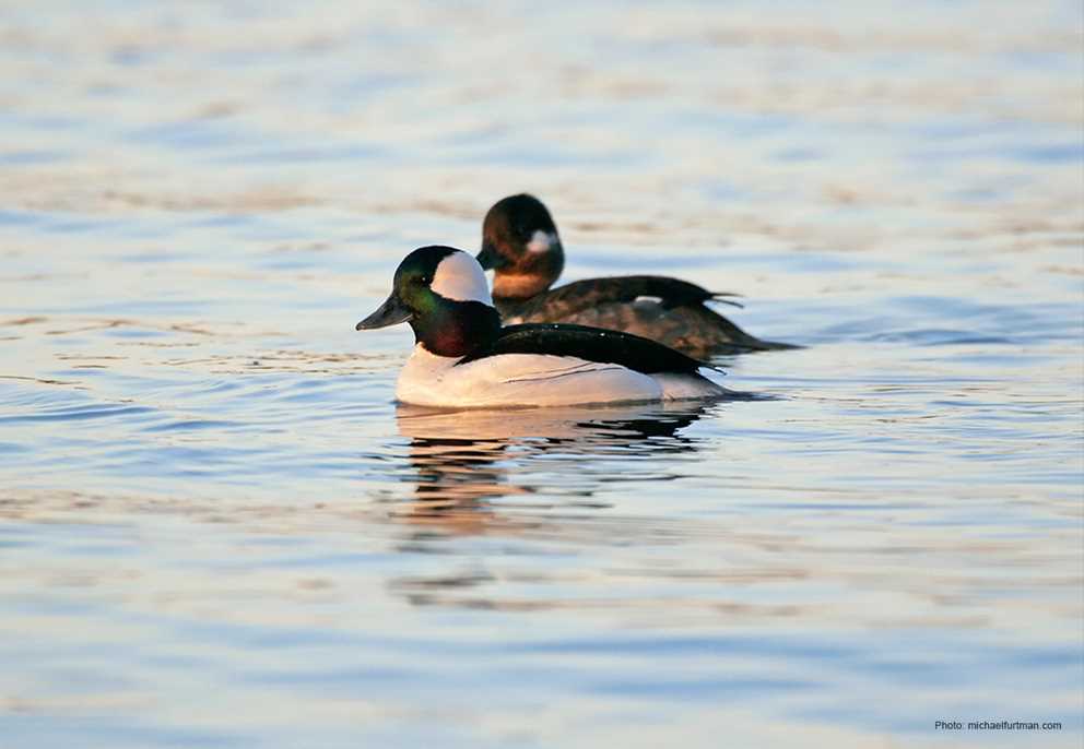 Bufflehead | Ducks Unlimited